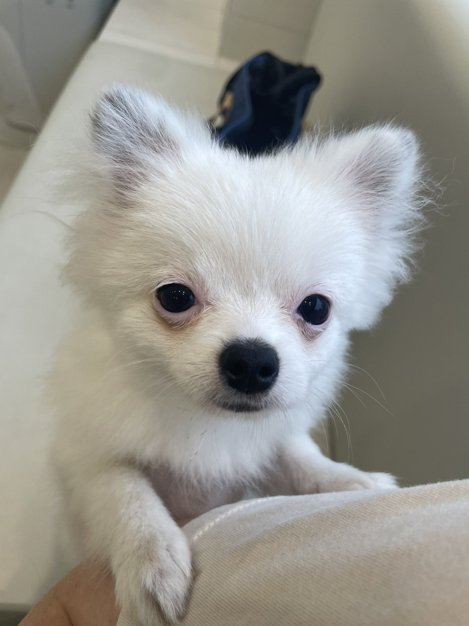 더쿠 - 요새 유재석 닮은 강아지