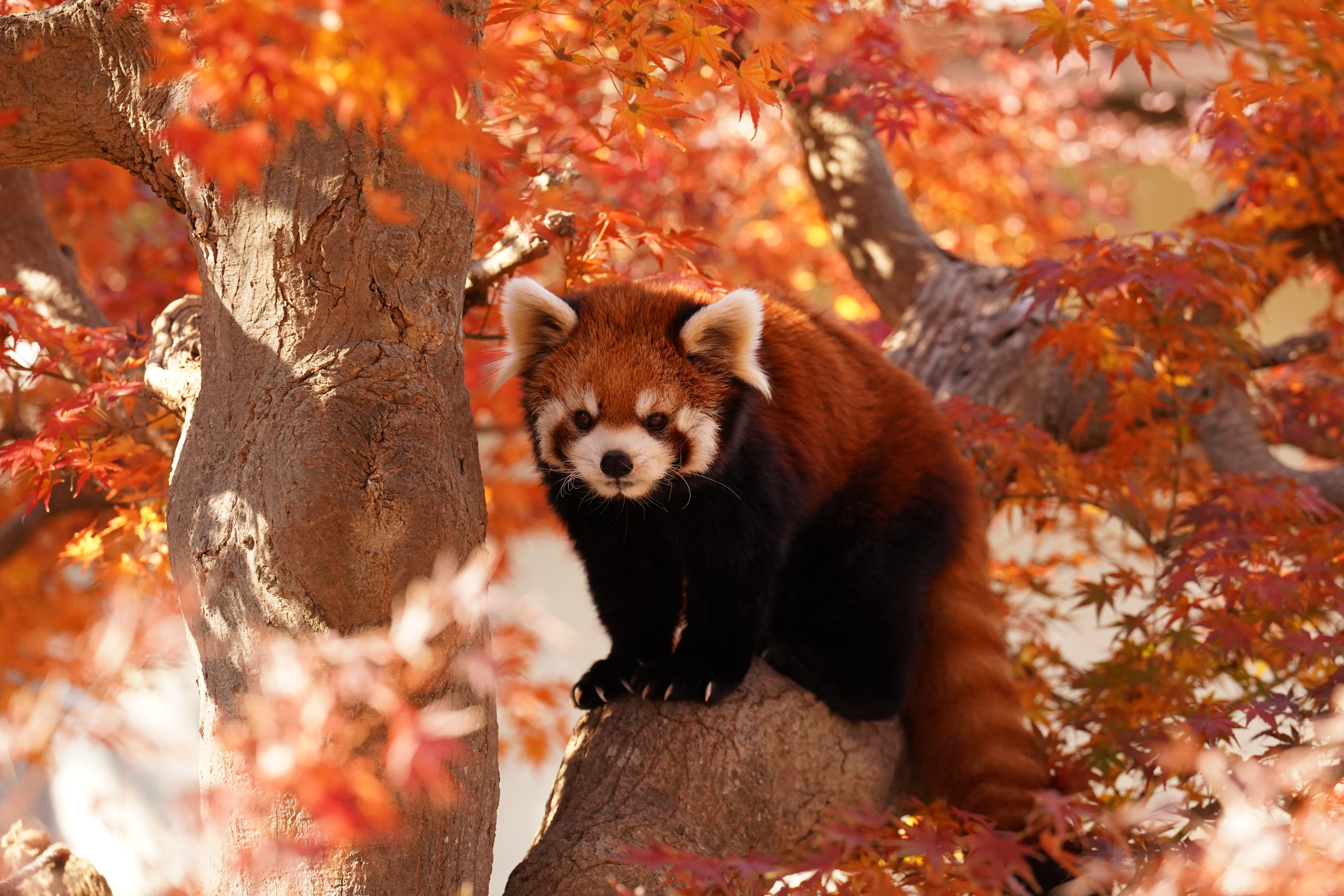 더쿠 - 단풍이 ㄹㅇ 착붙인 것 같은 레서판다들