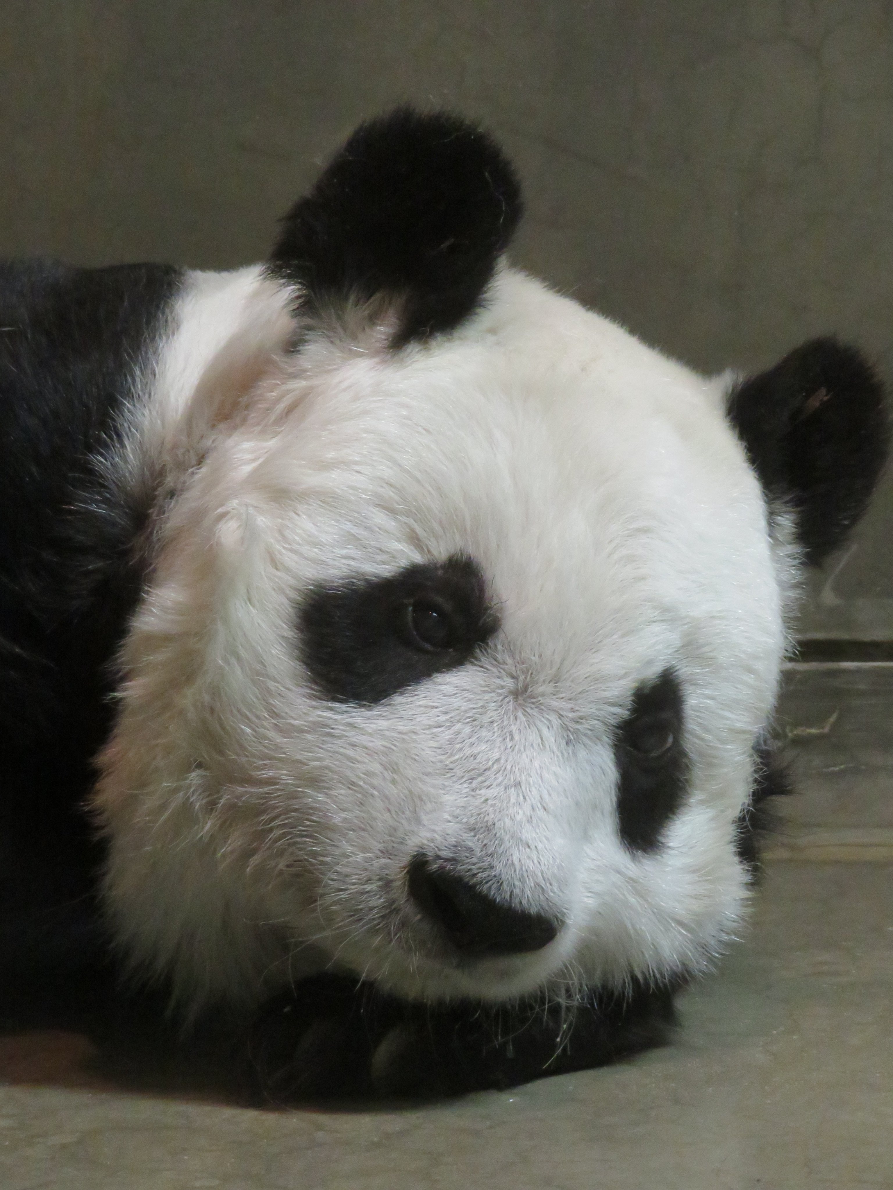 더쿠 - 일본 다큐 뒹굴뒹굴 판다 일기 - 고베의 오죠사마 탄탄편