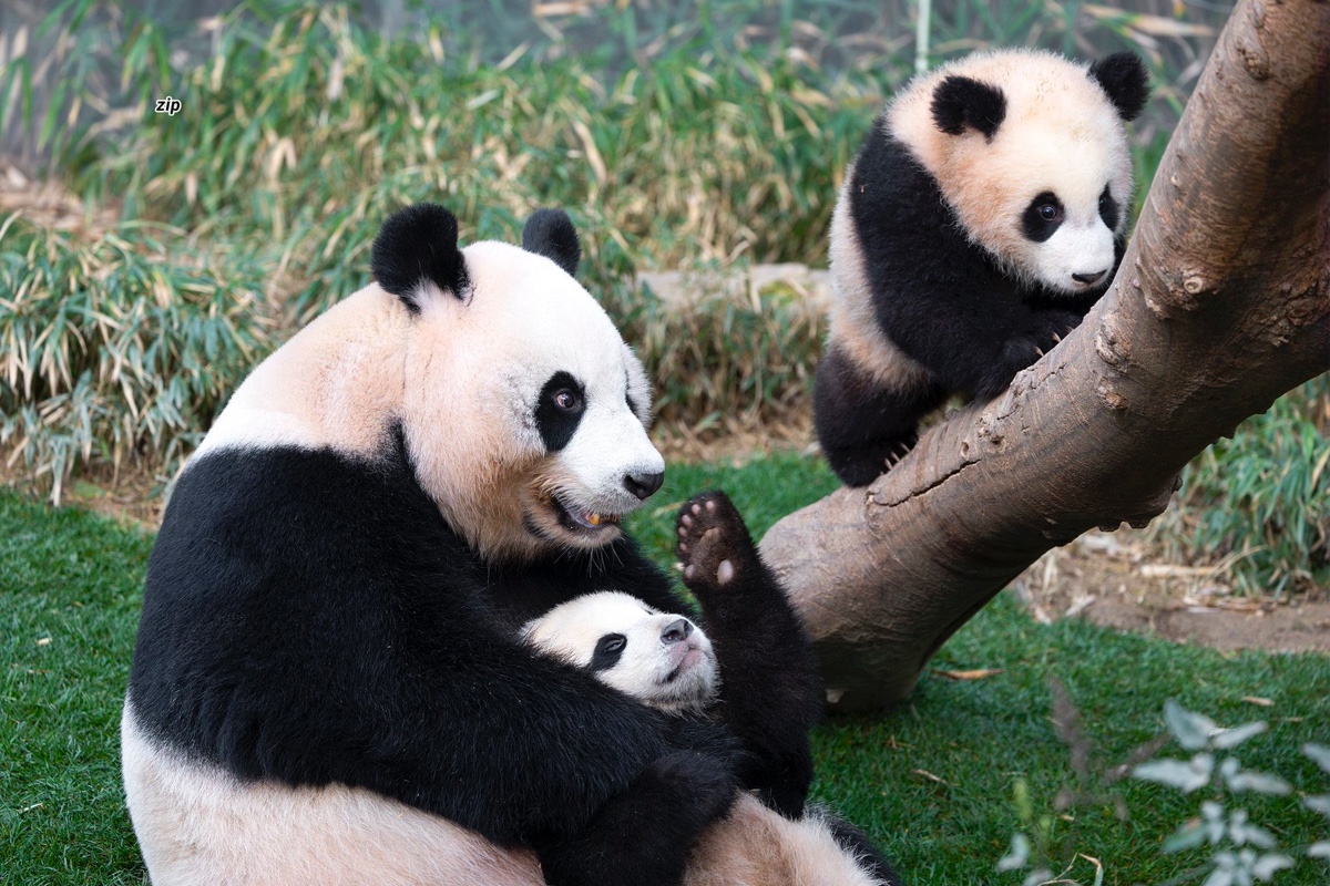 더쿠 - 떨고 있는 루이 뒷이야기가 이거구나 ㅋㅋㅋㅋㅋㅋ