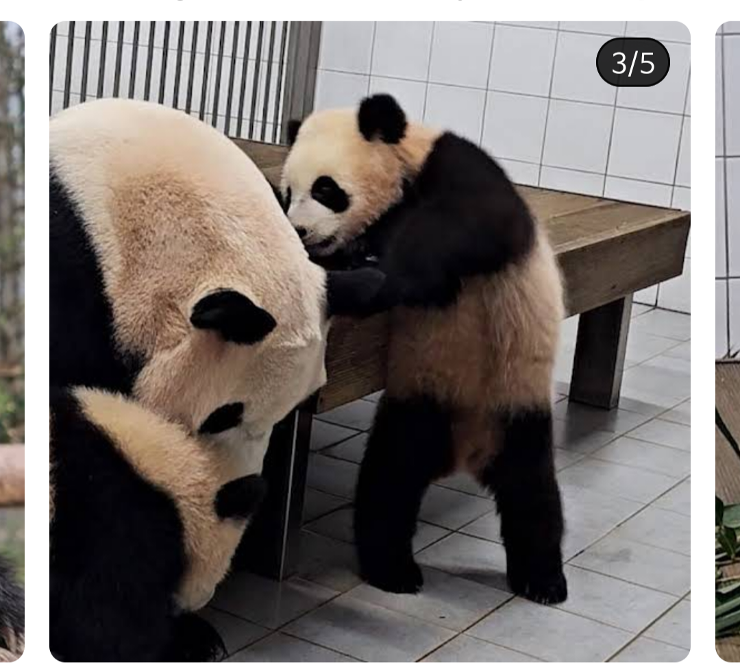 더쿠 - 전할시예고 다리긴피카츄쟈나 ㅋㅋㅋㅋ