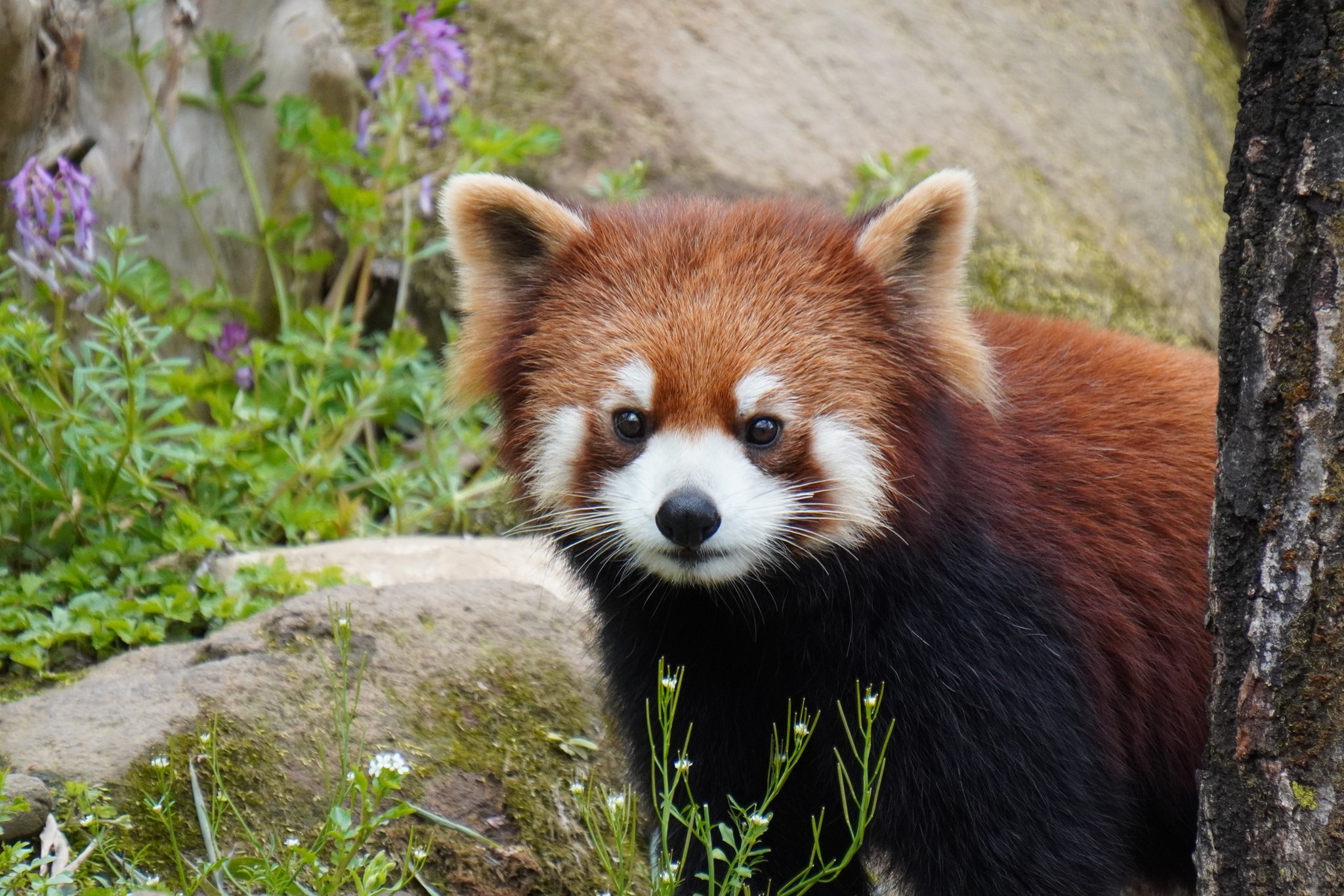 더쿠 푸릇푸릇한 야외방사장과 아주 잘 어울리는 붉은 털을 가진 서울대공원 레서판다 리안이 1살 시절