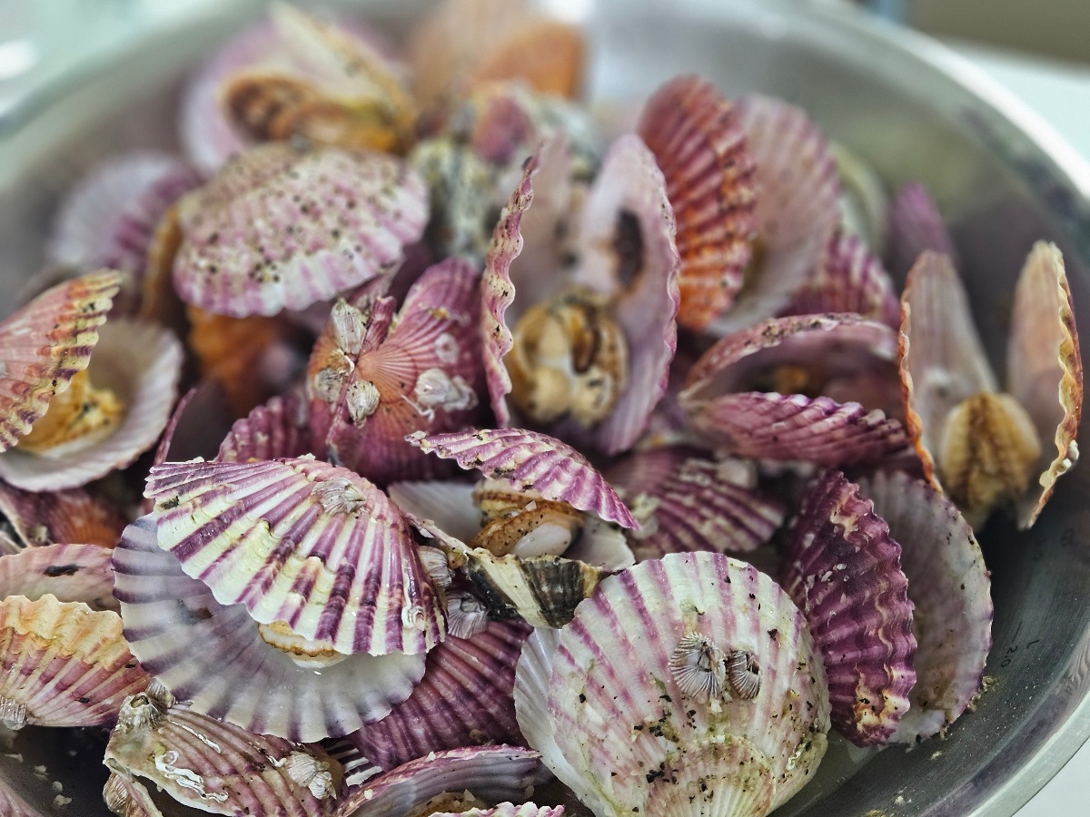 더쿠 - 홍가리비 술찜해먹었다