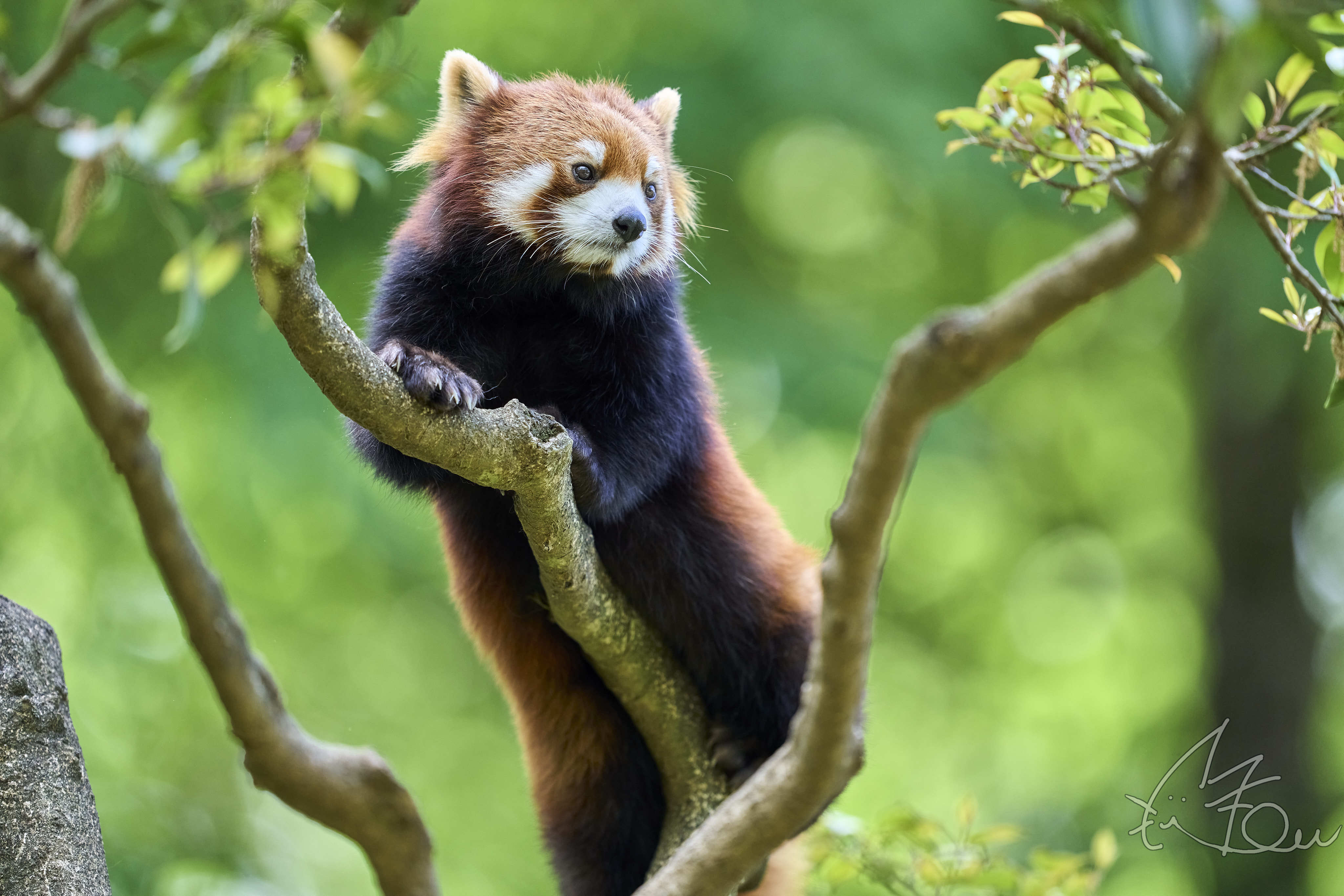 더쿠 푸릇푸릇한 야외방사장과 아주 잘 어울리는 붉은 털을 가진 서울대공원 레서판다 리안이 1살 시절