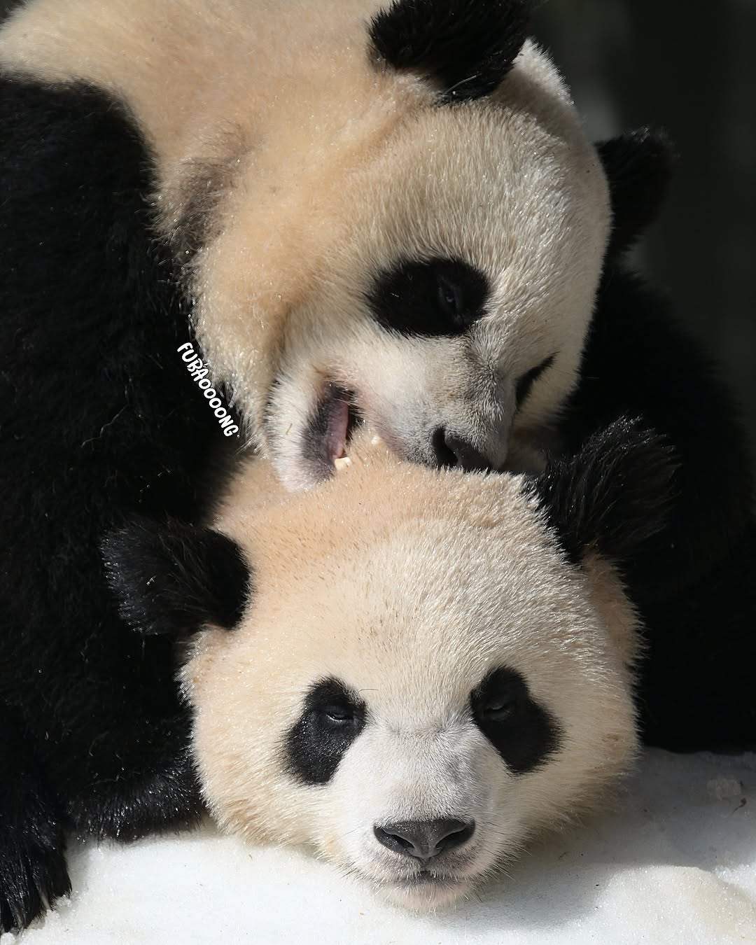 더쿠 - 둉탱아 원하는만큼 하걸아