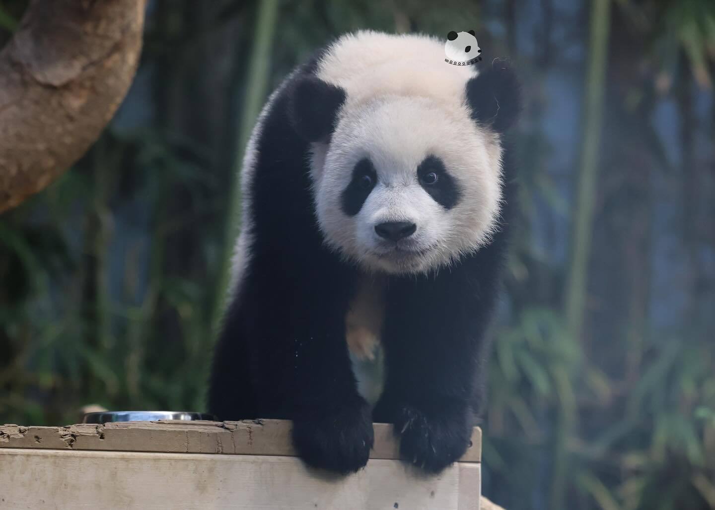 더쿠 - 근데 루이는 진짜 날씬하긴해....