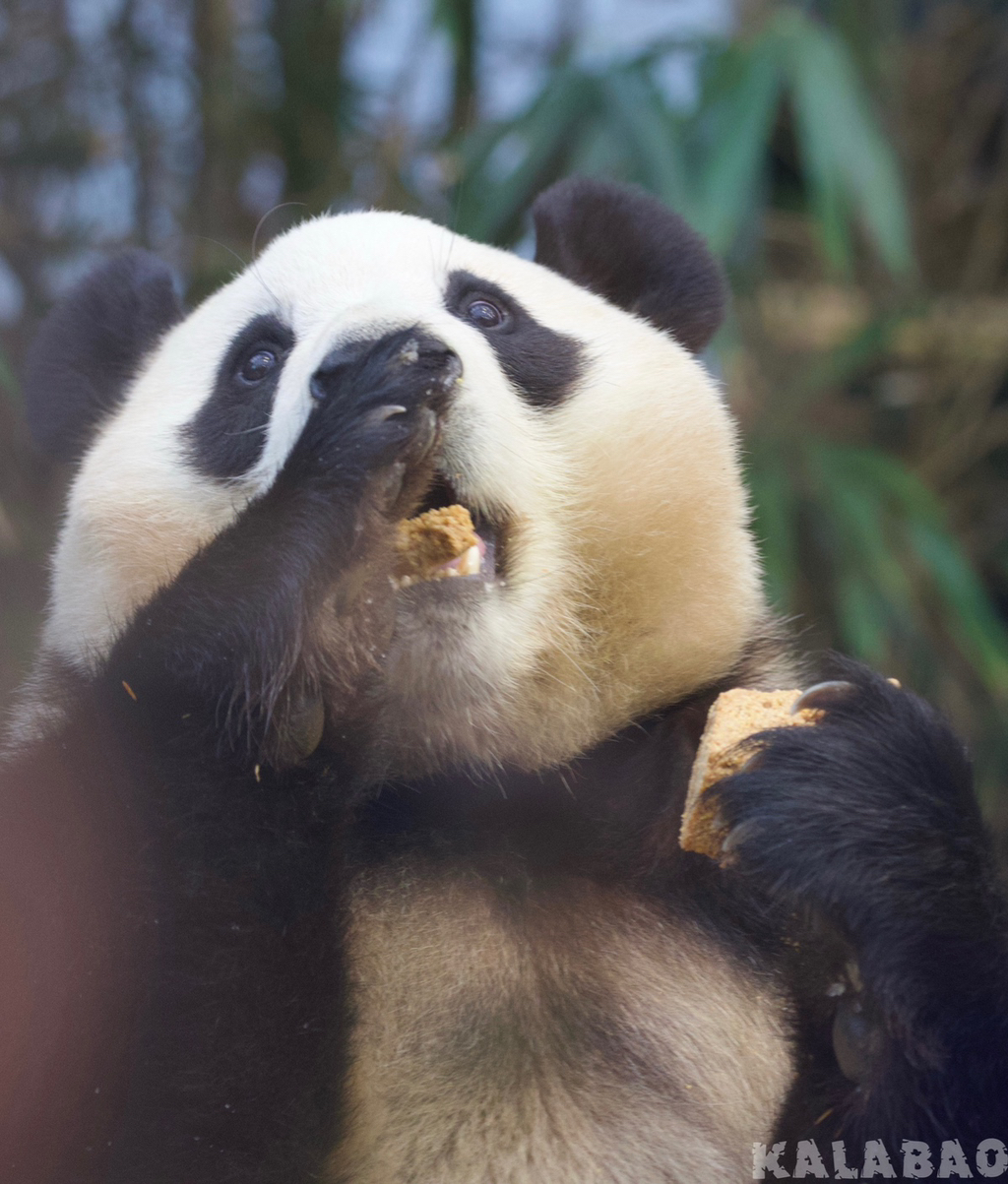 더쿠 - 난 푸 가끔 이런 표정 나오는거 넘 귀여웡