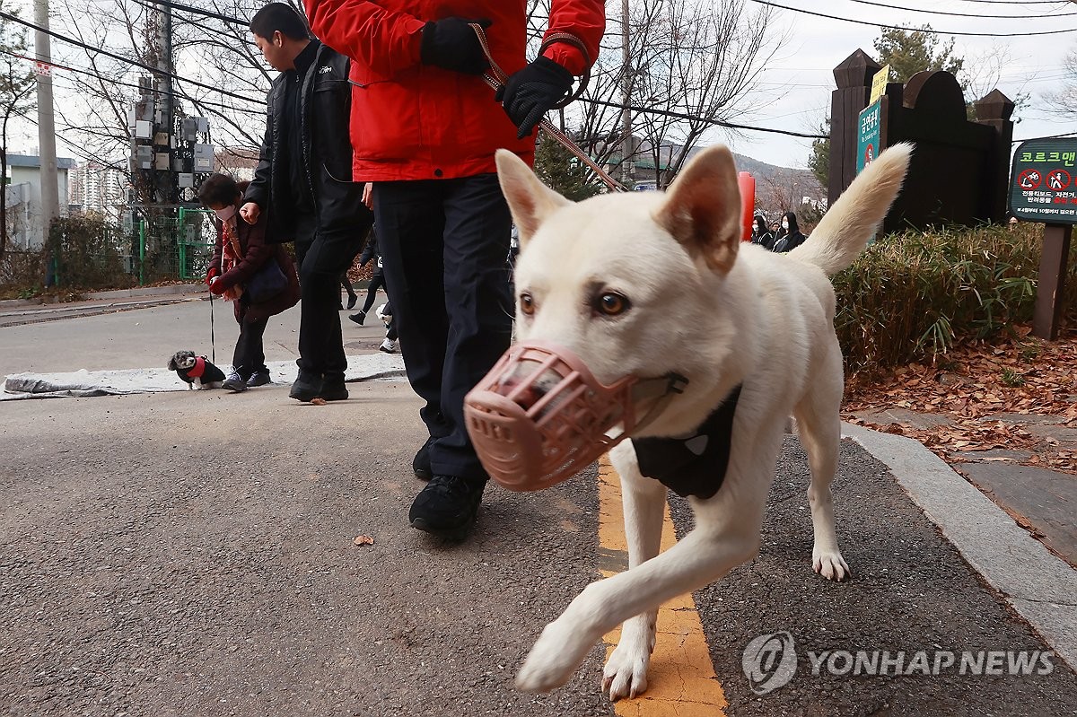 더쿠 서대문구 반려견과 함께하는 산책로 및 놀이터 개장 행사에 참석한 반려견들