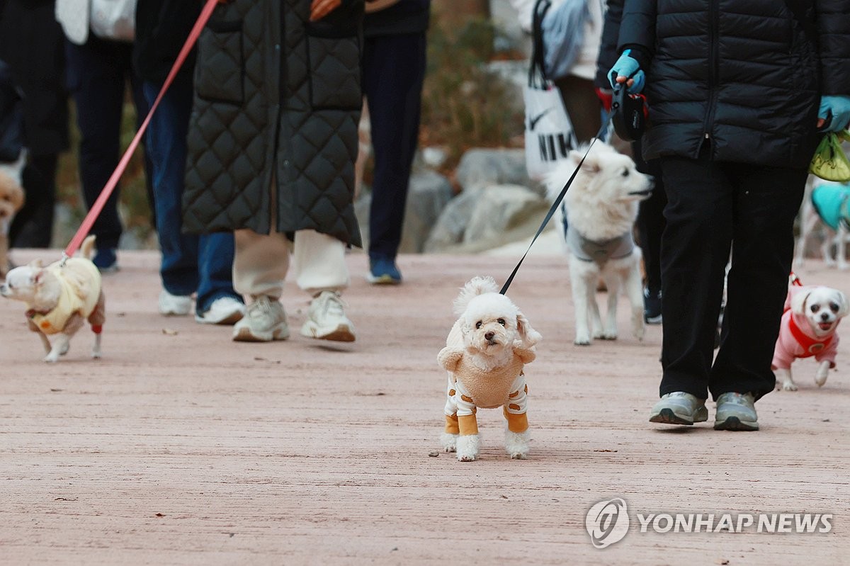 더쿠 서대문구 반려견과 함께하는 산책로 및 놀이터 개장 행사에 참석한 반려견들