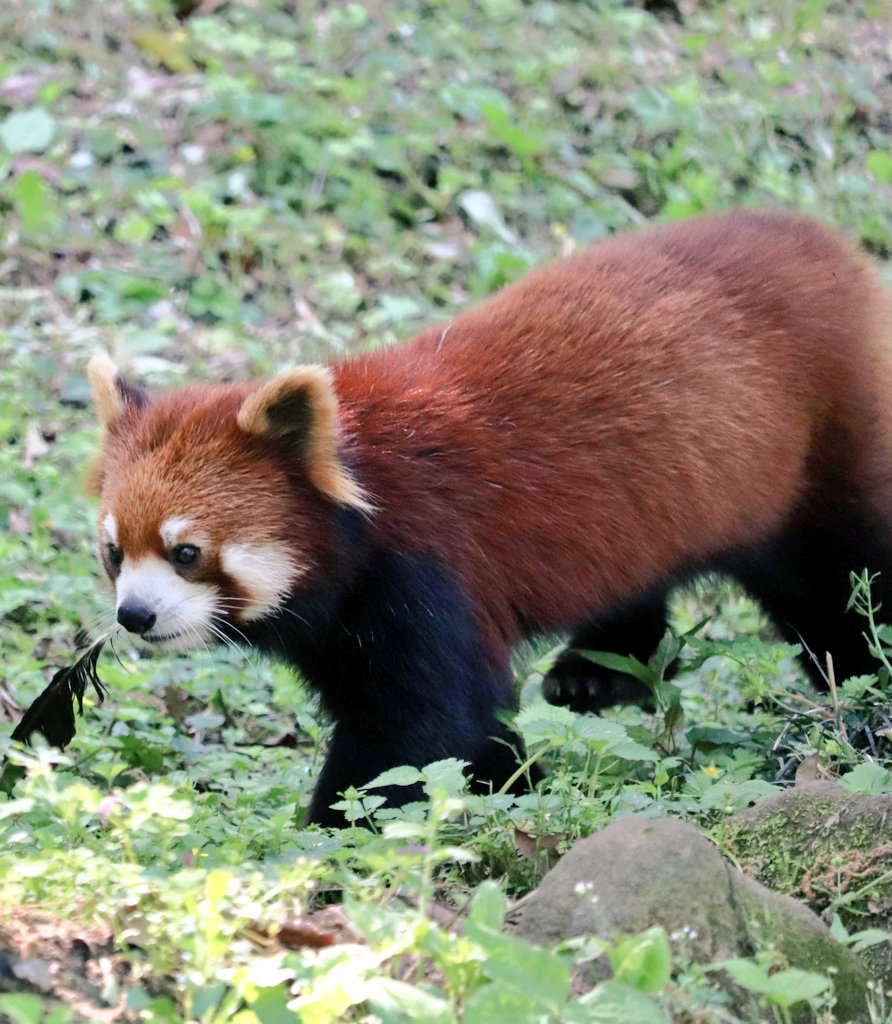 더쿠 푸릇푸릇한 야외방사장과 아주 잘 어울리는 붉은 털을 가진 서울대공원 레서판다 리안이 1살 시절