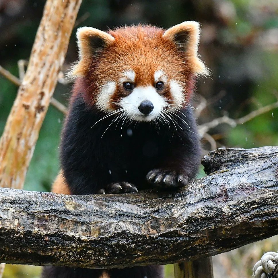 더쿠 푸릇푸릇한 야외방사장과 아주 잘 어울리는 붉은 털을 가진 서울대공원 레서판다 리안이 1살 시절