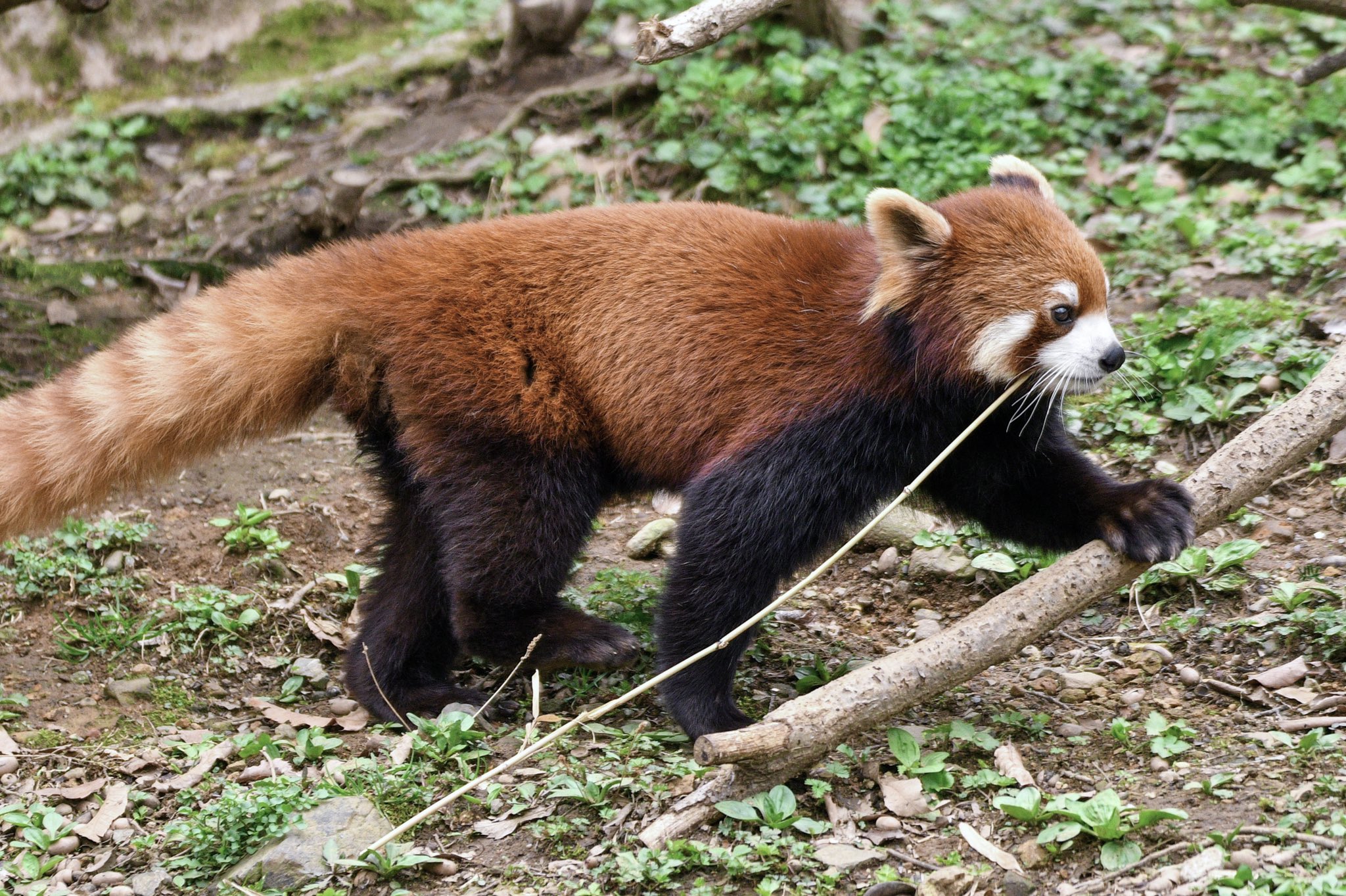더쿠 푸릇푸릇한 야외방사장과 아주 잘 어울리는 붉은 털을 가진 서울대공원 레서판다 리안이 1살 시절
