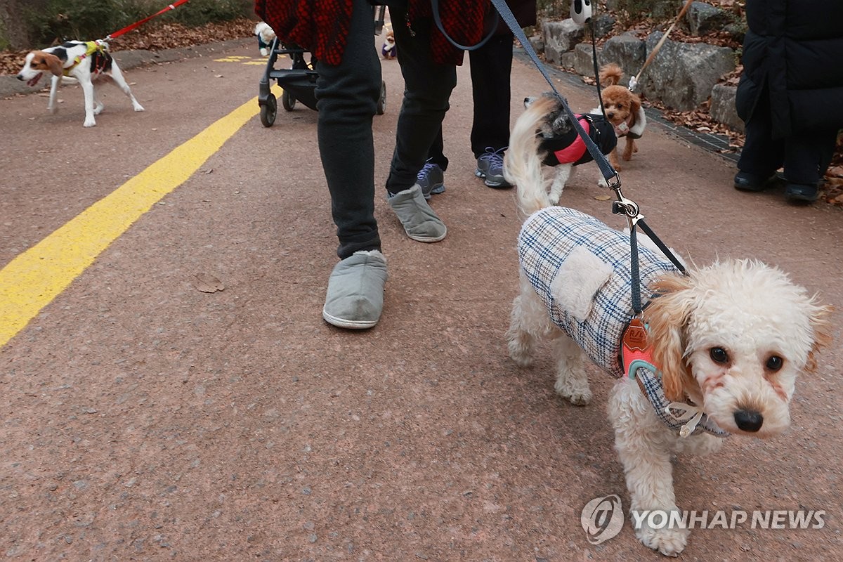 더쿠 서대문구 반려견과 함께하는 산책로 및 놀이터 개장 행사에 참석한 반려견들