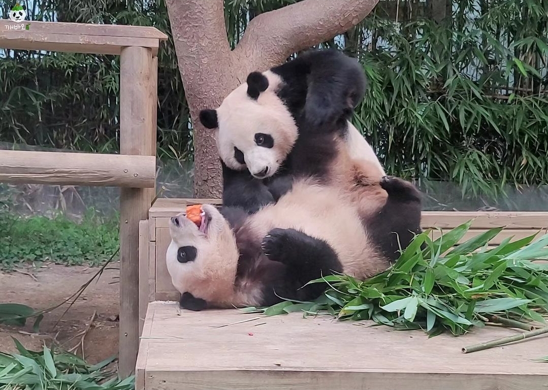 더쿠 - 엄마 겁나 킹받게하는 당근도둑