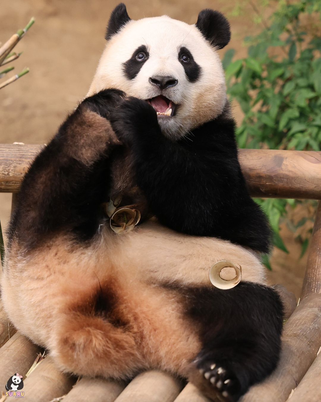 더쿠 - 1년 전 오늘 죽순과 함께 푸바오