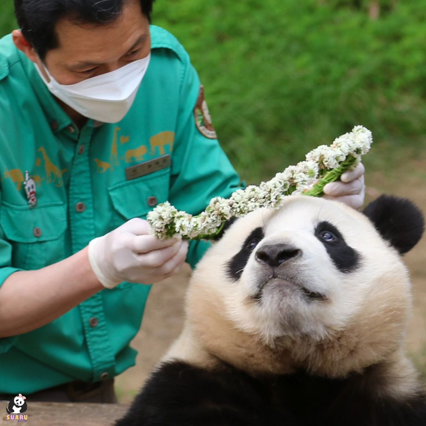 더쿠 - 푸바오 몰래 화관 씌우기 도전하는 작은할부지