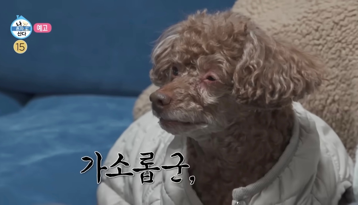 더쿠 - 이주승 강아지 무려 한달간 봐줘야함