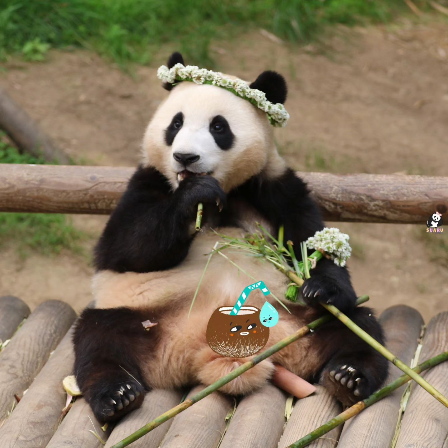 더쿠 - 푸바오 몰래 화관 씌우기 도전하는 작은할부지