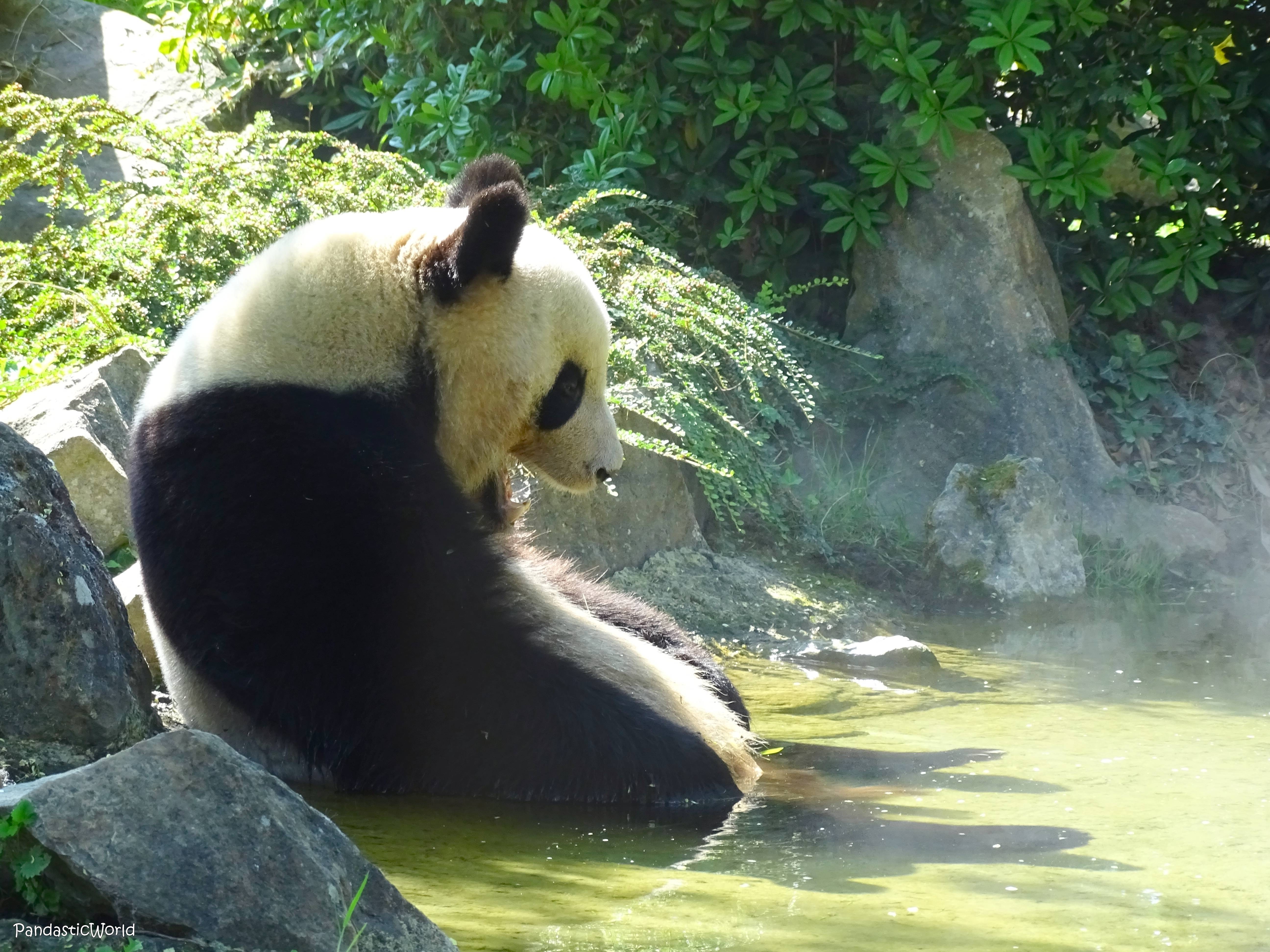 더쿠 - I am 흑곰이에요 판다 위안멍
