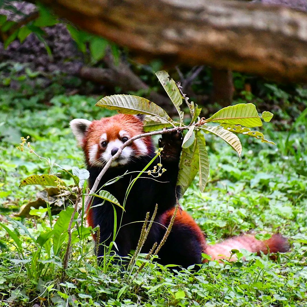 더쿠 푸릇푸릇한 야외방사장과 아주 잘 어울리는 붉은 털을 가진 서울대공원 레서판다 리안이 1살 시절
