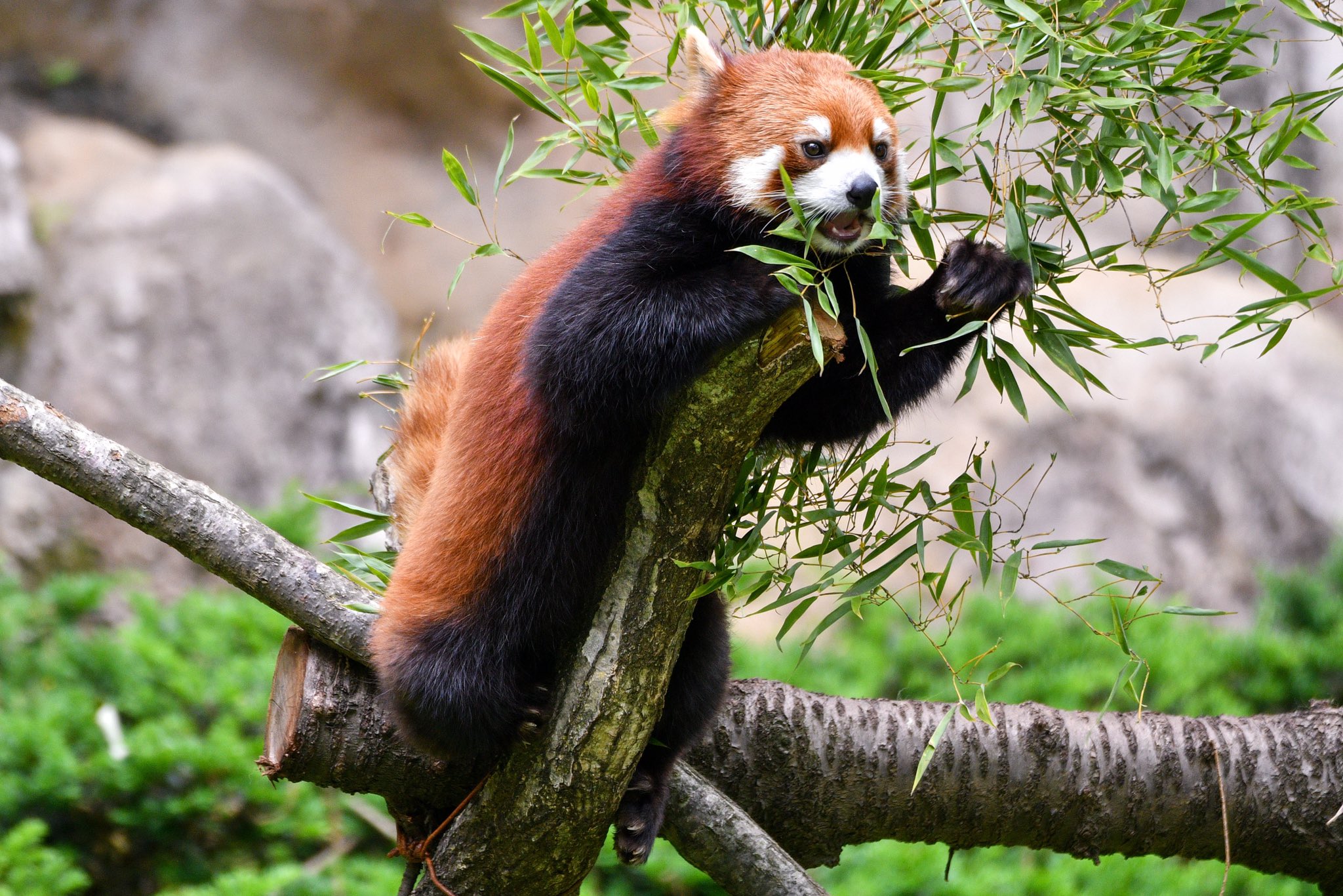 더쿠 푸릇푸릇한 야외방사장과 아주 잘 어울리는 붉은 털을 가진 서울대공원 레서판다 리안이 1살 시절