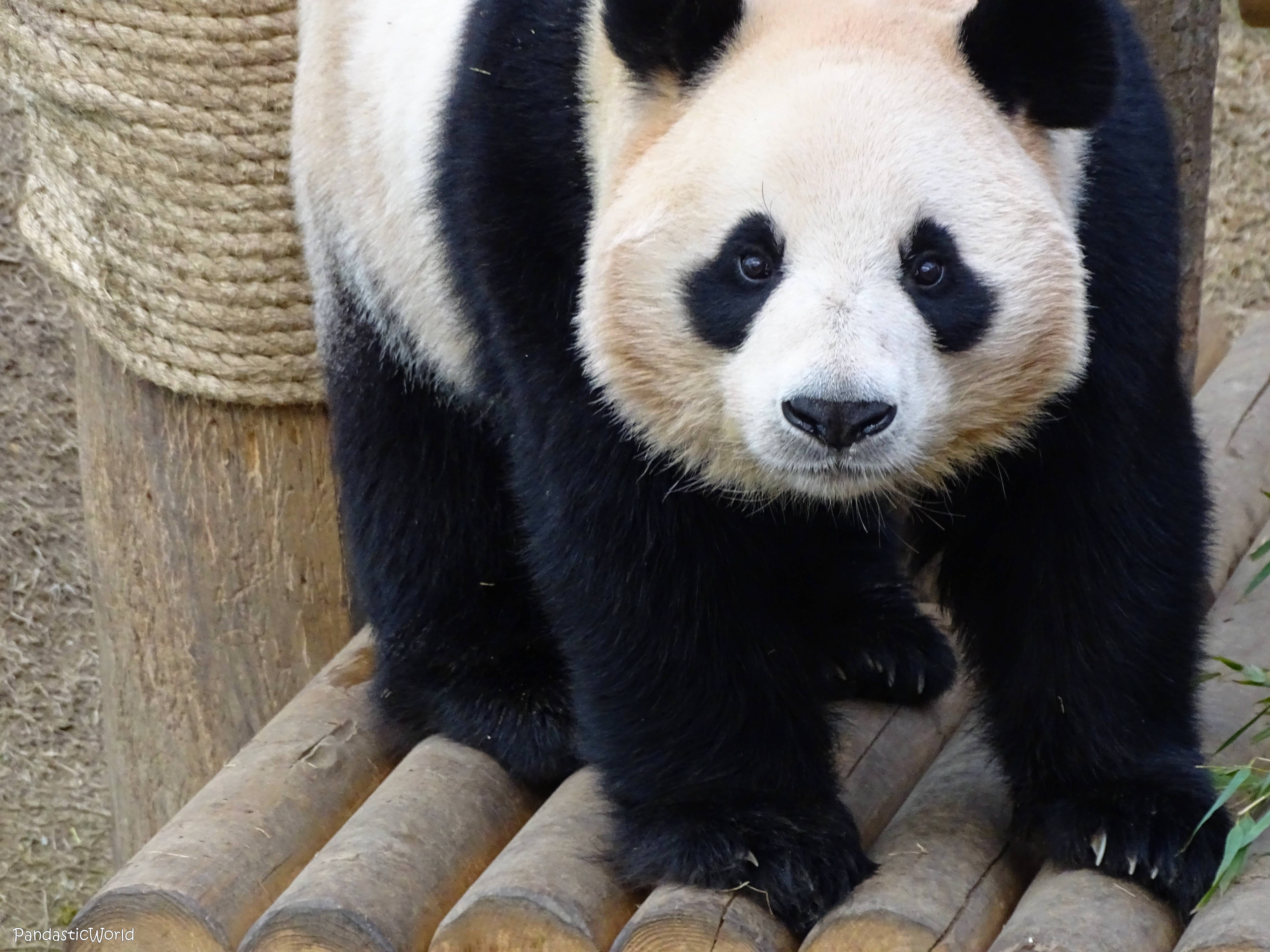 더쿠 - 2017년 1월 17일 아질머리와 나무 위에서 장난감 가지고 노는 아이바오
