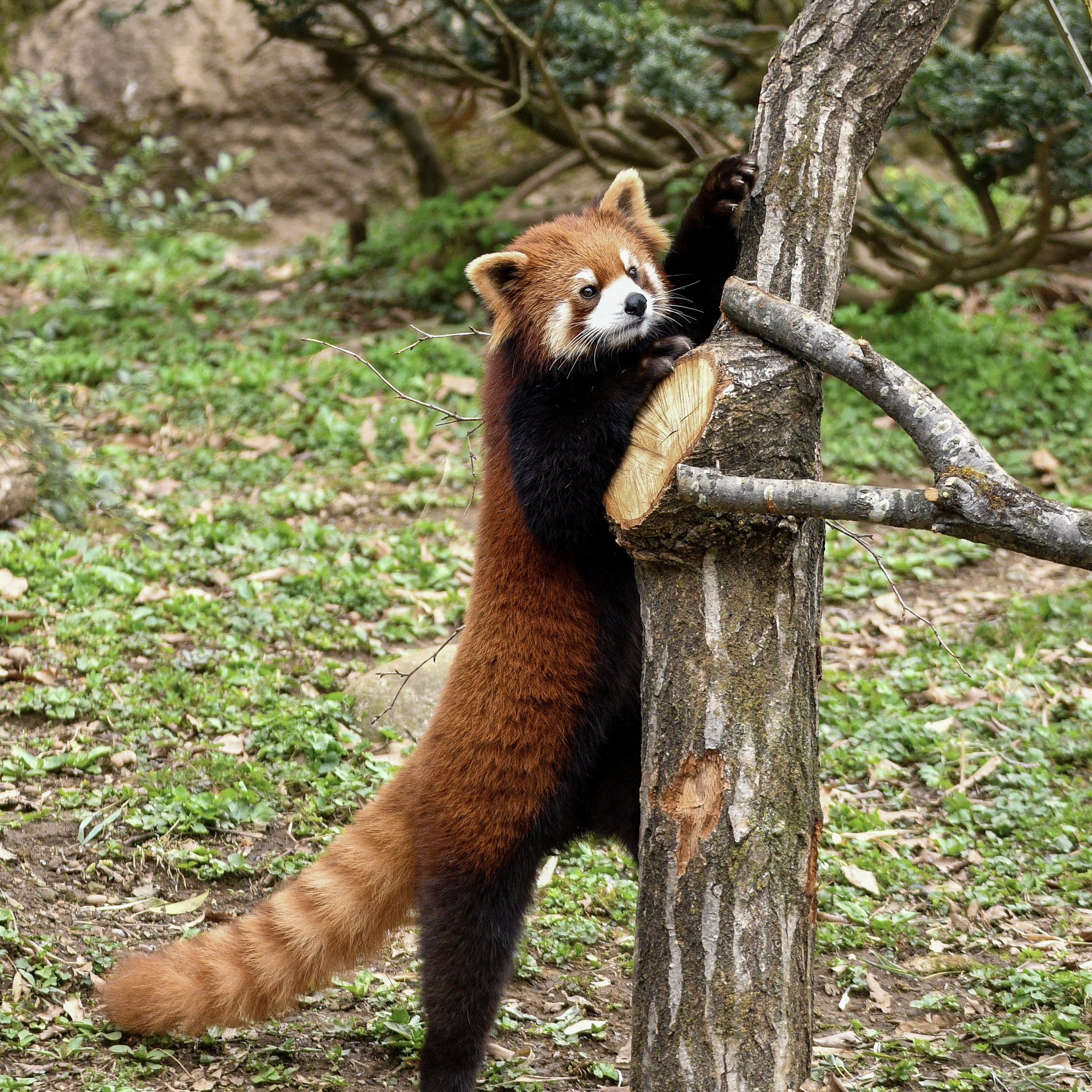 더쿠 푸릇푸릇한 야외방사장과 아주 잘 어울리는 붉은 털을 가진 서울대공원 레서판다 리안이 1살 시절