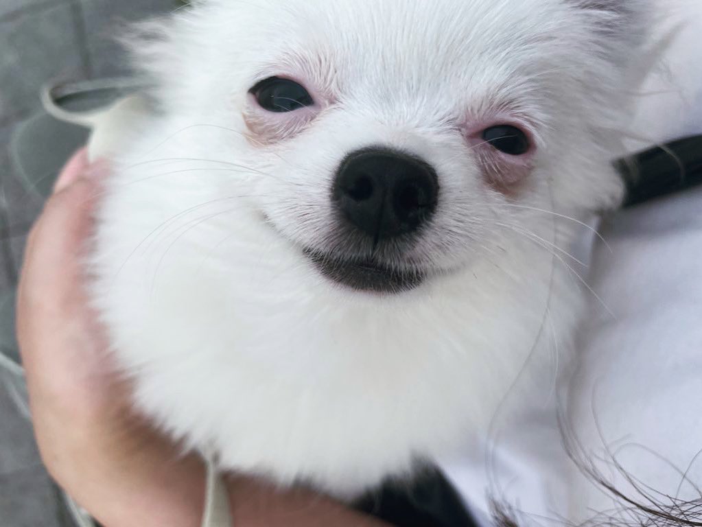 더쿠 - 요새 유재석 닮은 강아지