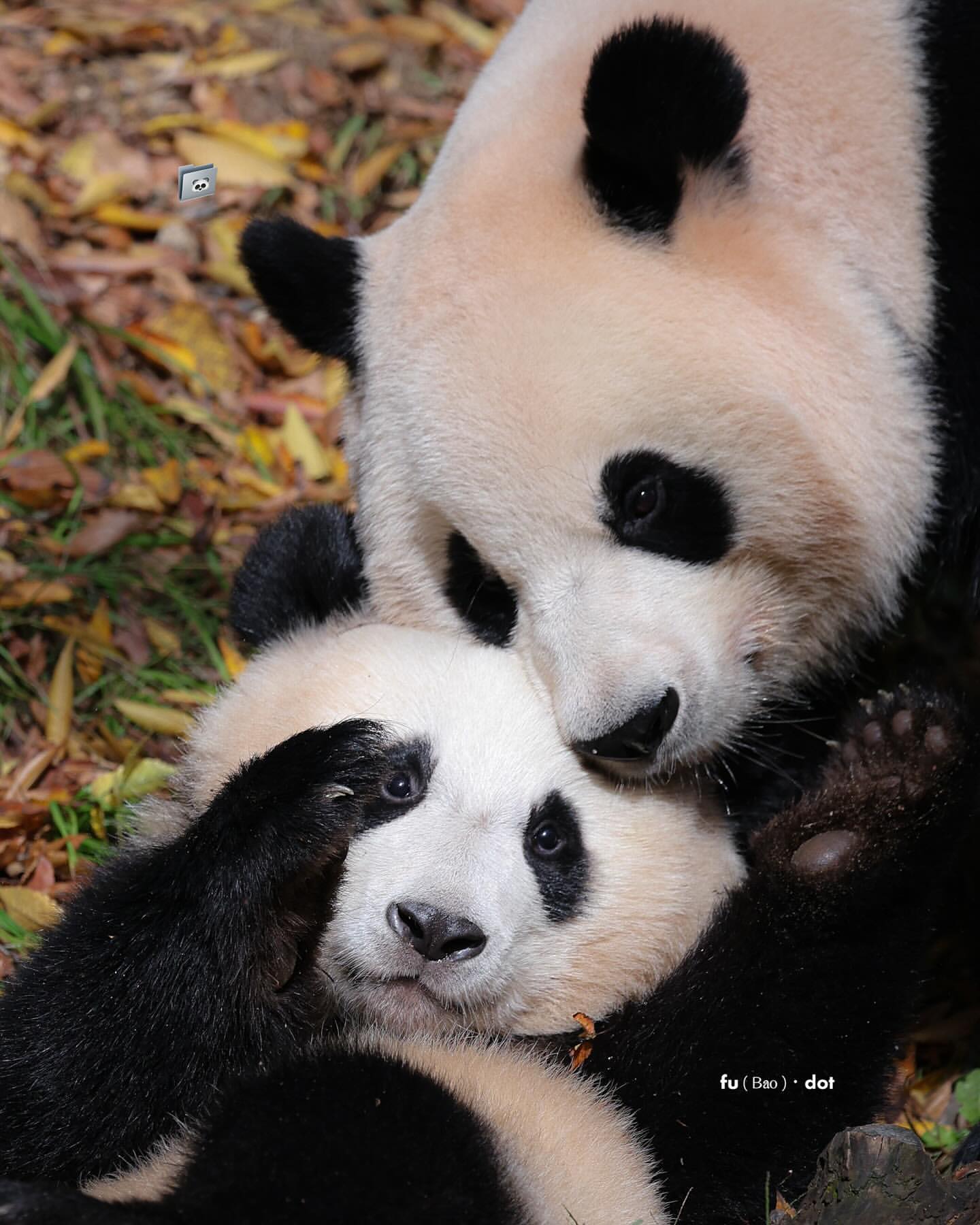 더쿠 - 길막한 후이의 최후