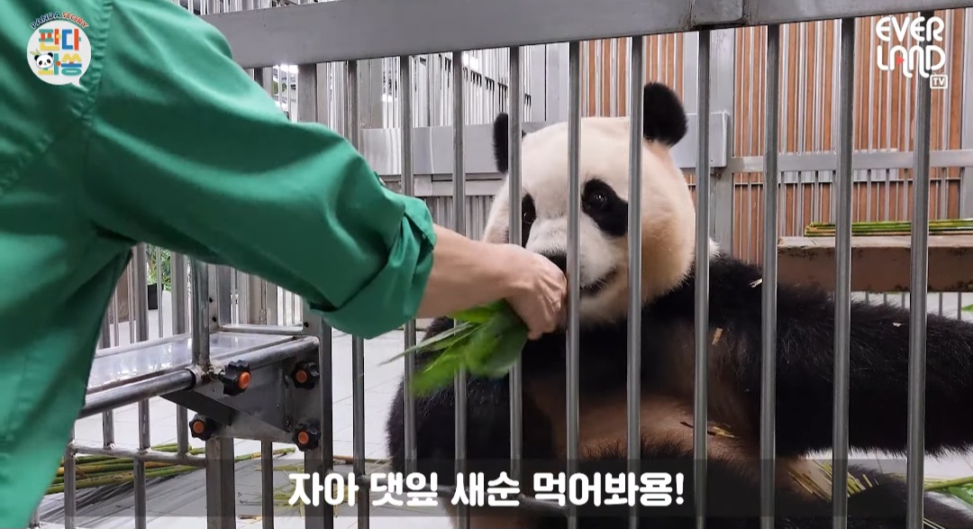더쿠 할부지 말하는데 댓잎 달라고 냅다 입 벌리는 푸바오 ㅋㅋㅋㅋㅋ 