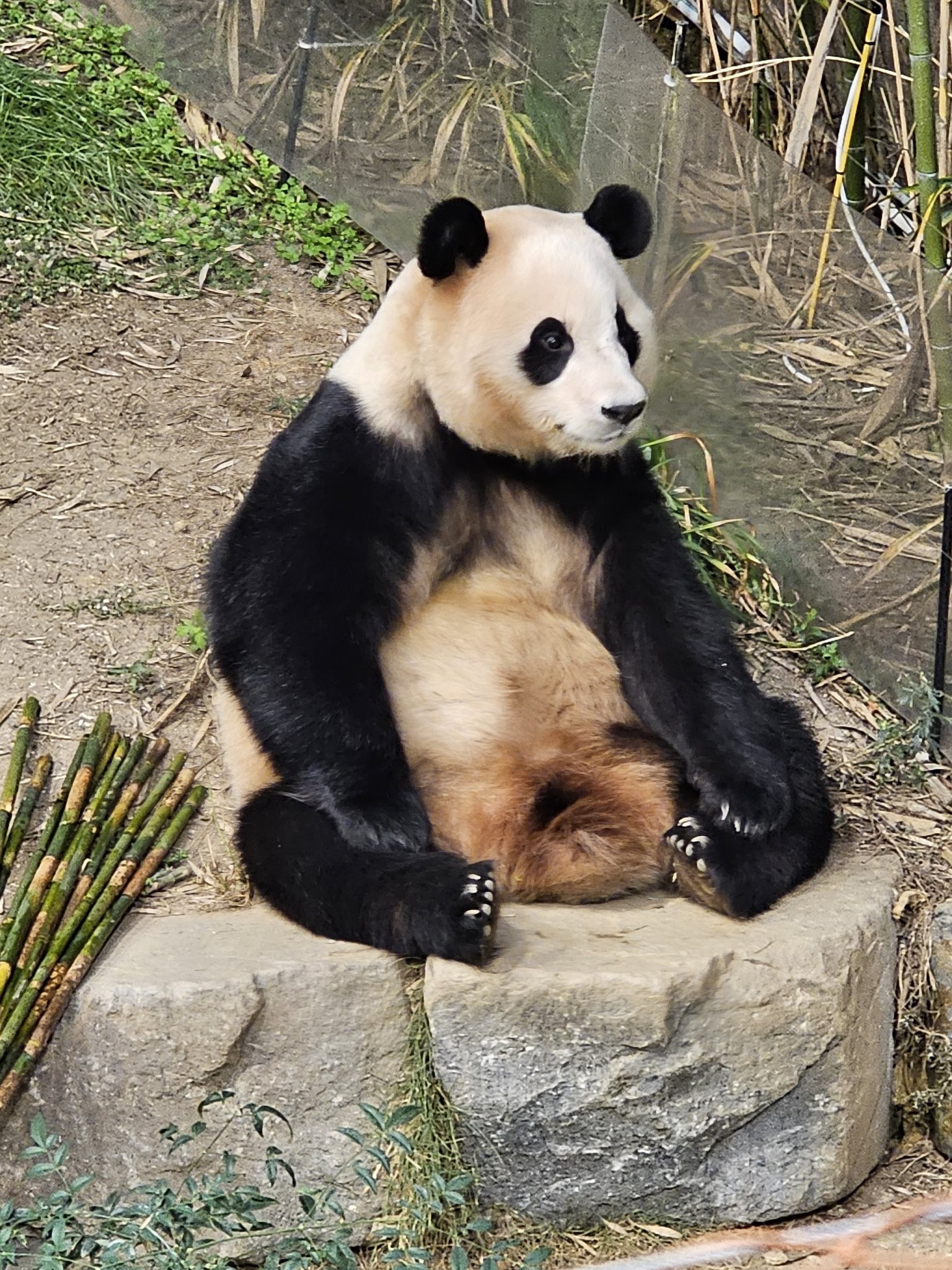 더쿠 - 오늘자 퇴근기다리는 푸바오.twt