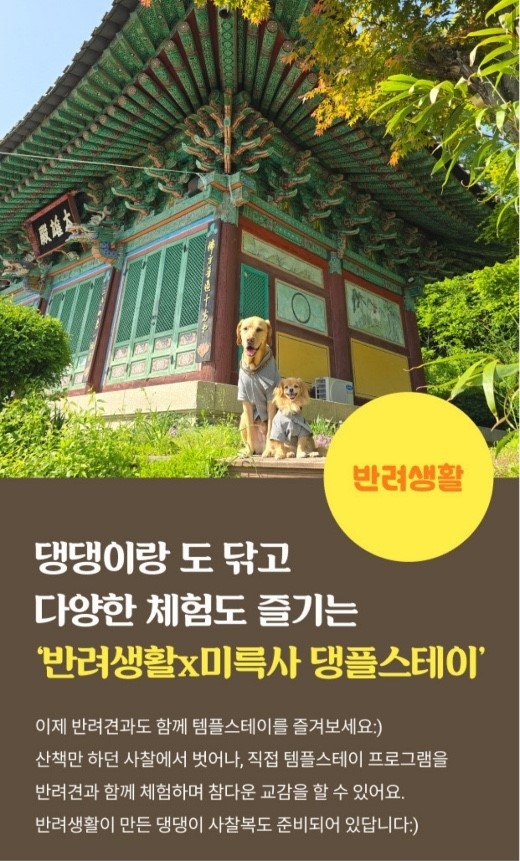 더쿠 한국관광공사 반려견과 함께하는 템플스테이 댕플스테이 출시