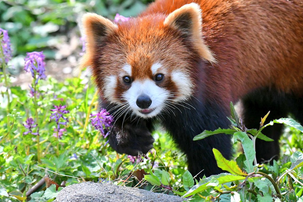 더쿠 푸릇푸릇한 야외방사장과 아주 잘 어울리는 붉은 털을 가진 서울대공원 레서판다 리안이 1살 시절