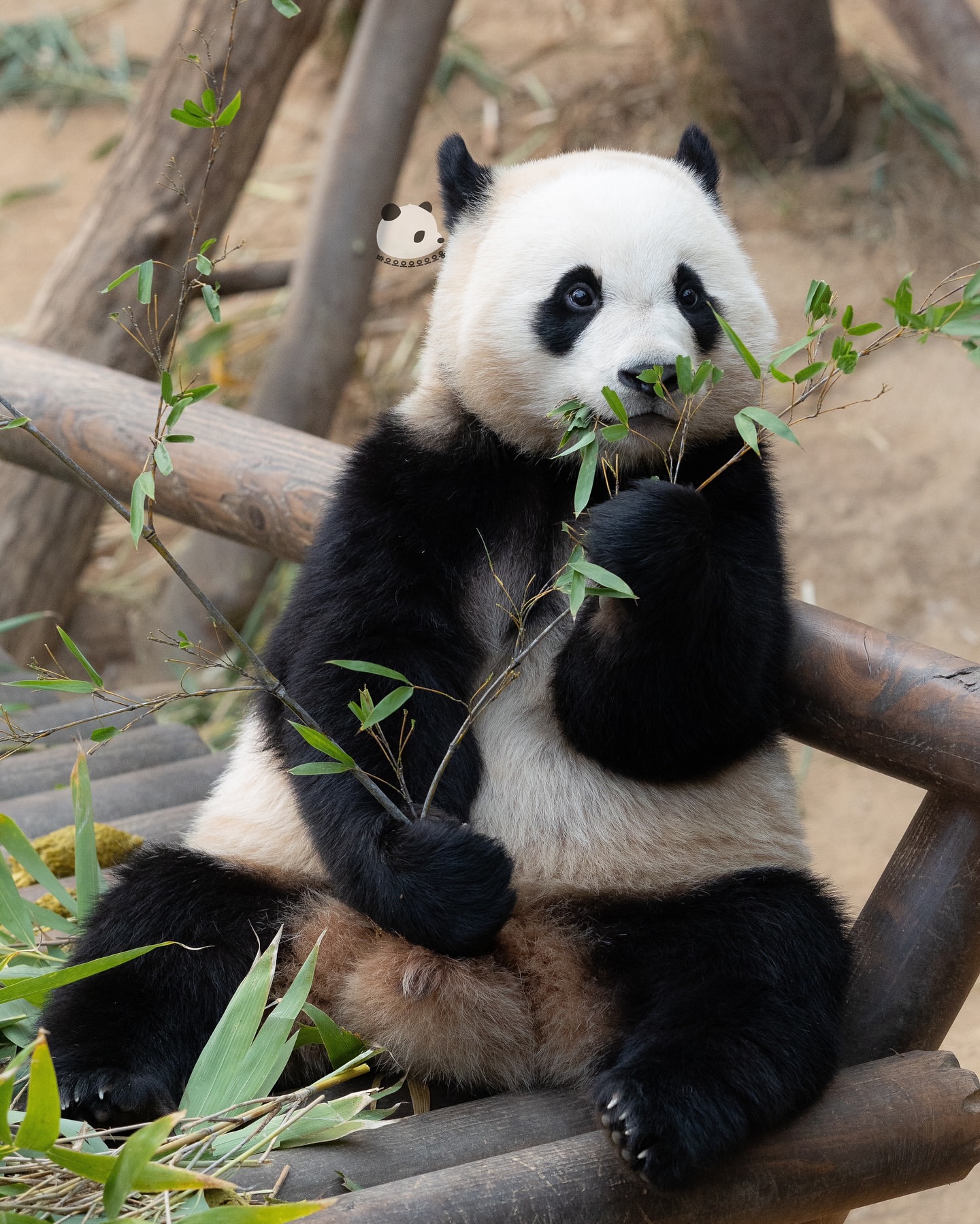 더쿠 - 후이 귀 죡구매.. 대나무잎으로 점 찍었어... 勺