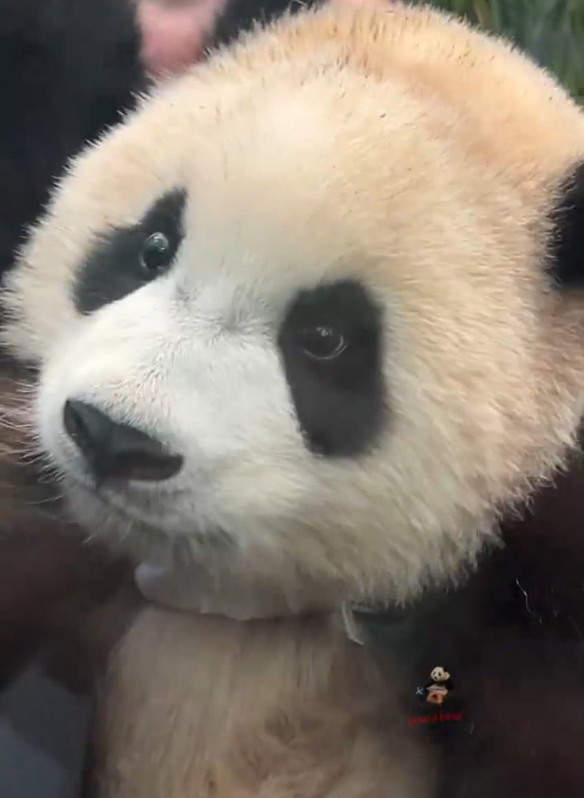 더쿠 - 루이는 왕만두寧가 아냐