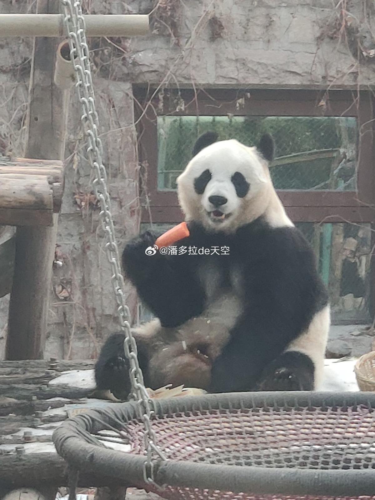 더쿠 이뻐이뻐 아이바오 여동생 이모바오 바이티엔