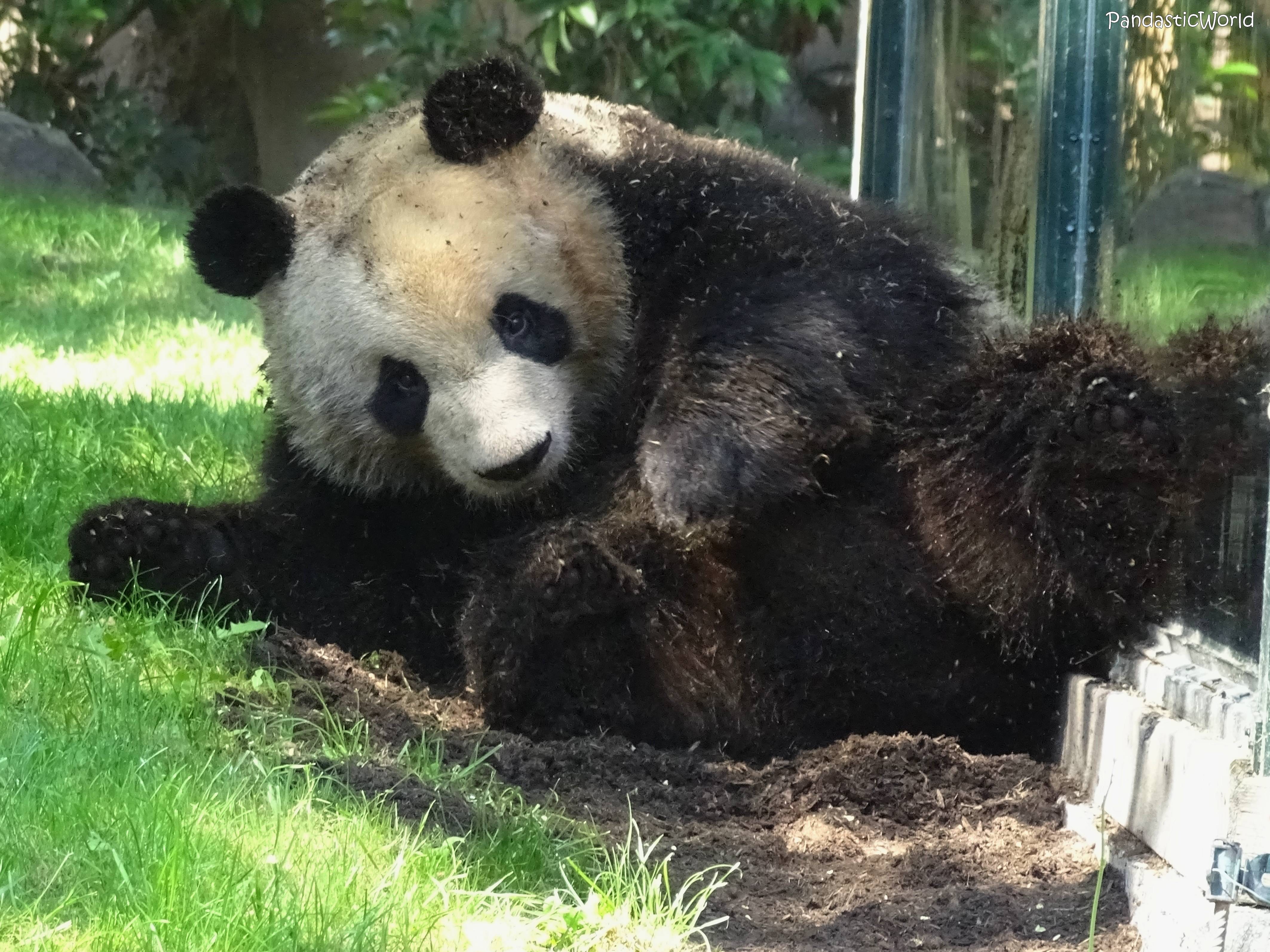 더쿠 - I am 흑곰이에요 판다 위안멍