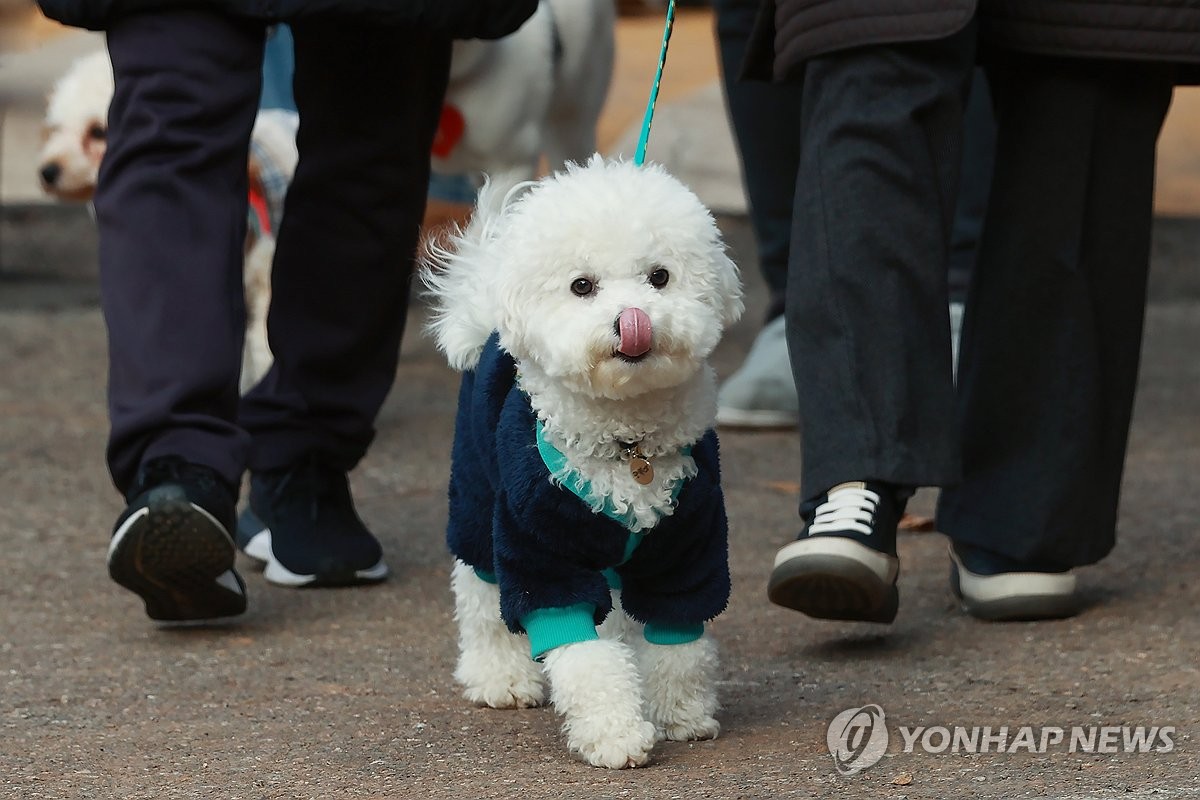 더쿠 서대문구 반려견과 함께하는 산책로 및 놀이터 개장 행사에 참석한 반려견들